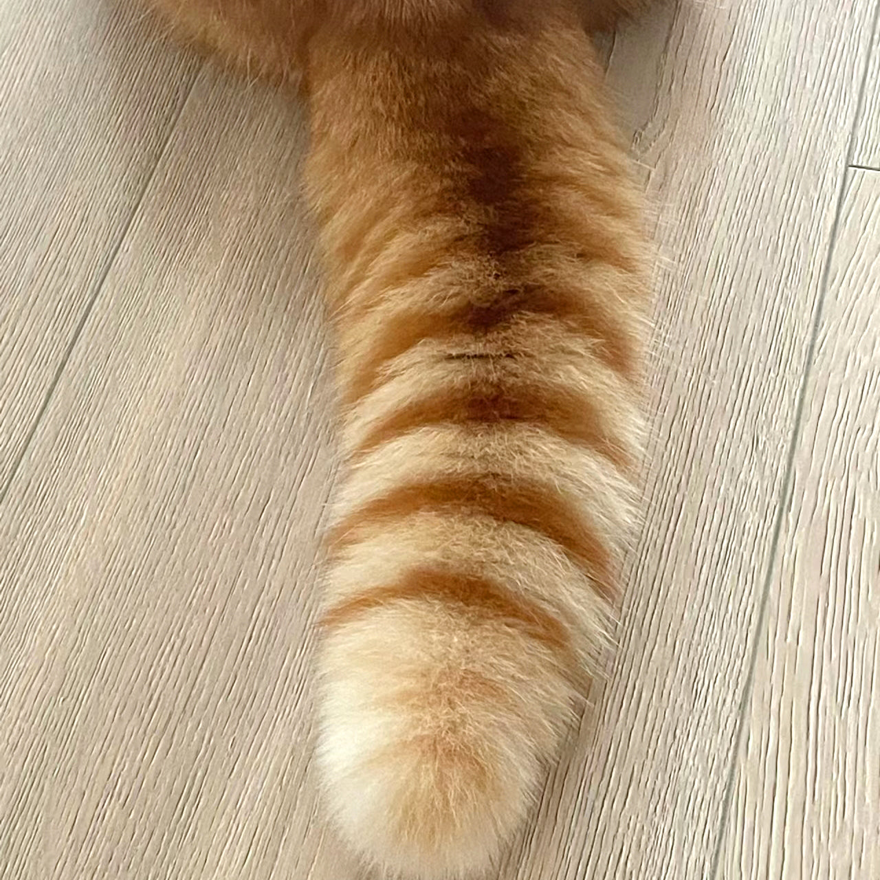How to Read Your Cat's Emotions Through Their Tail – JHLY
